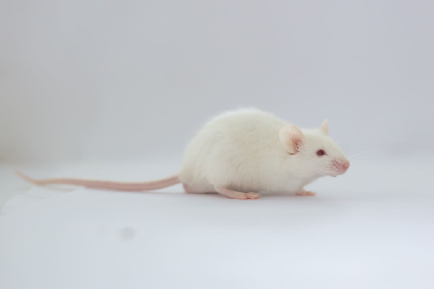 Swiss Webster MICE (20 Gram, Male, 6 Week) – Kemuning