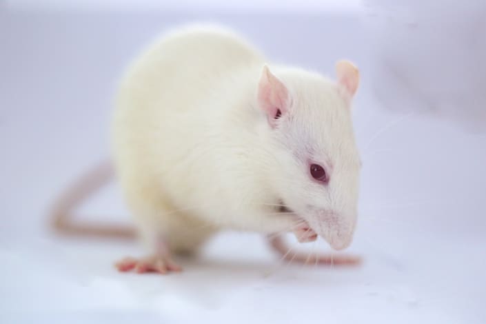 Wistar Rats – Kemuning